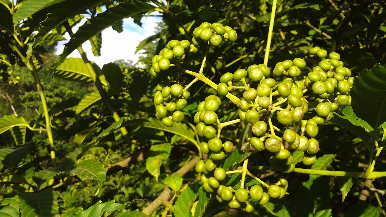 ගුරුල්ල / බුරුල්ල - Gurulla / Burulla - Bandicoot berry - Leea indica