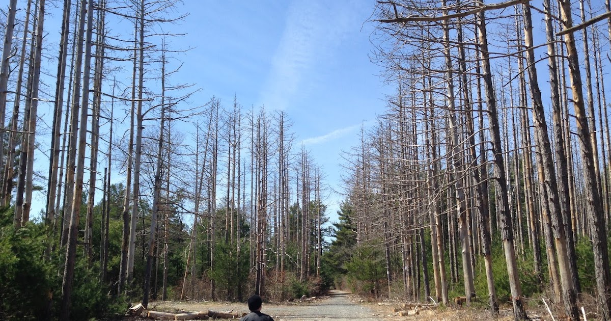 NEW ENGLAND FOLKLORE: Ghosts of the Assonet Ledge