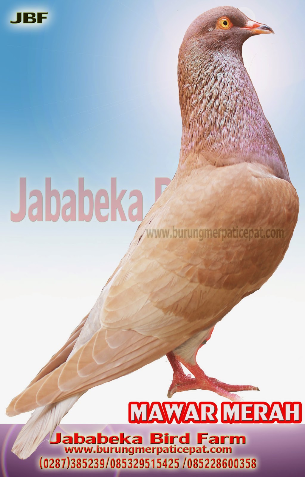 (0287) 382807 / 085228600358 / 085329515425 Jual burung Merpati ...