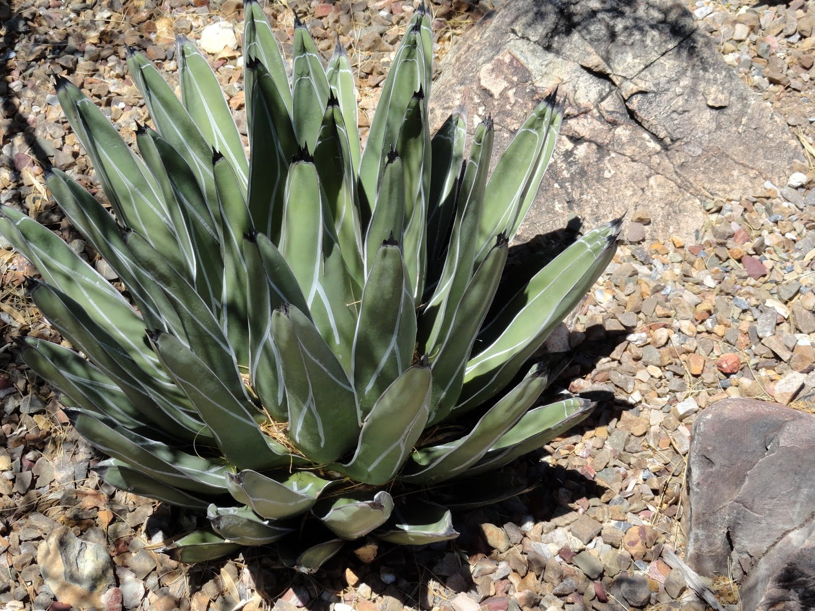 danger garden: The Arizona-Sonora Desert Museum Part Two, the Agave Garden