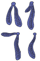 AtomicMed: Modul 7 - Genetika 1
