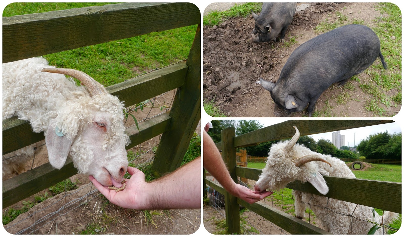 The Mummy Diary: Stonebridge City Farm
