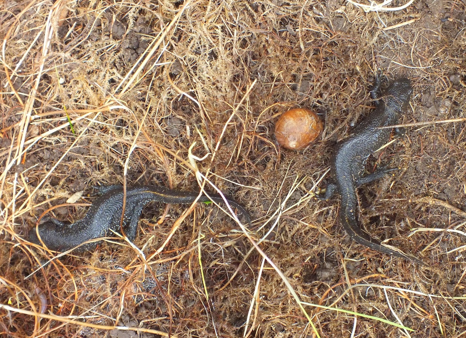 About a Brook: The Dairy Voles at Mile Bank, and the Importance of ...