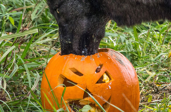 White Wolf : Amazing moments at the annual Pumpkin Party in Wolf Park ...