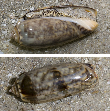wild shores of singapore: Deadly cone snail at Cyrene