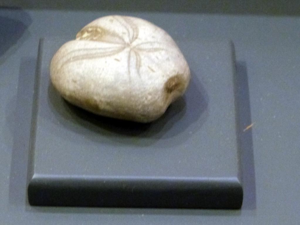 Geología visu: Fósiles