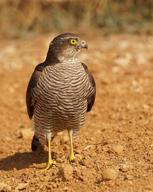 Pasión por las aves: Gavilán común.(Accipiter nisus)
