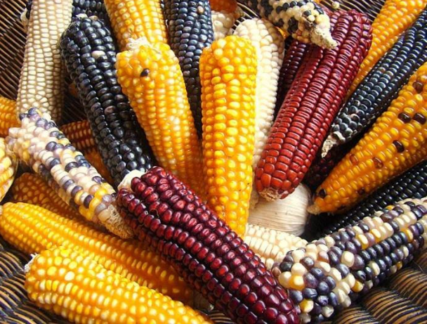 24 de Abril – Dia Internacional do Milho