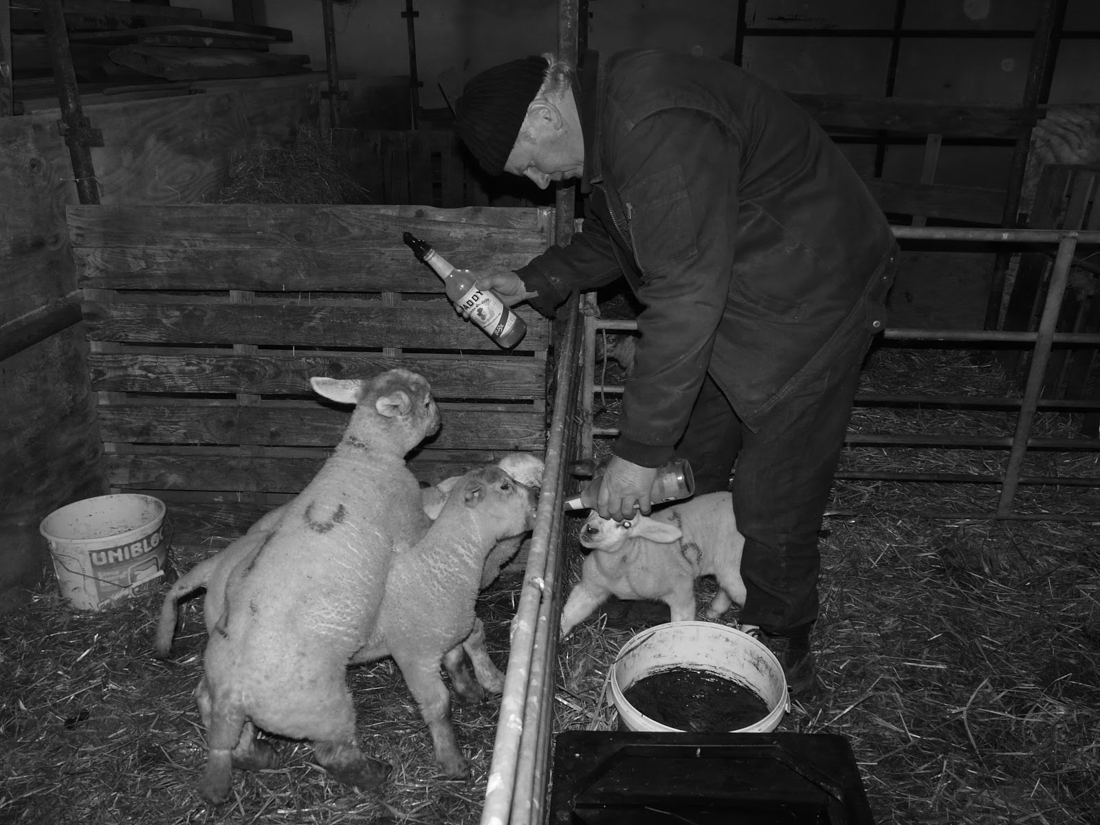 Sheep Lambing Signs