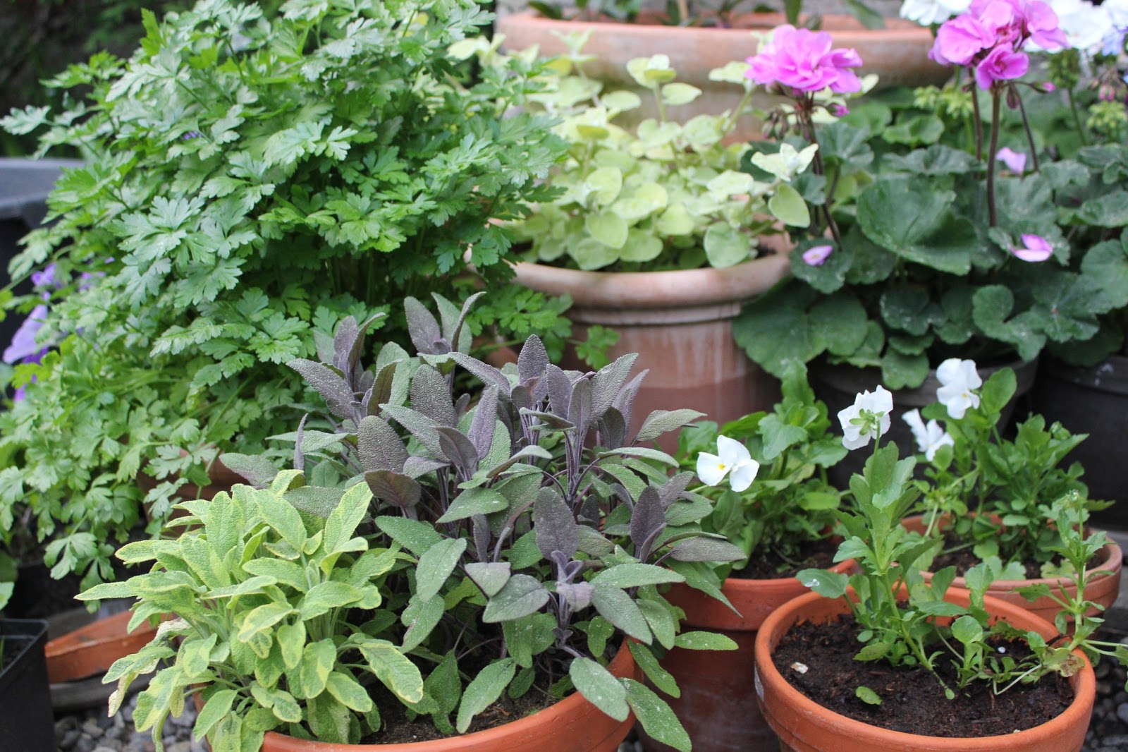 hagen vår: Forsommer