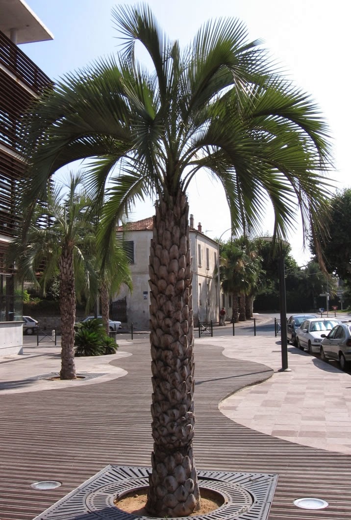 Palmeira Butiá ou Jataí