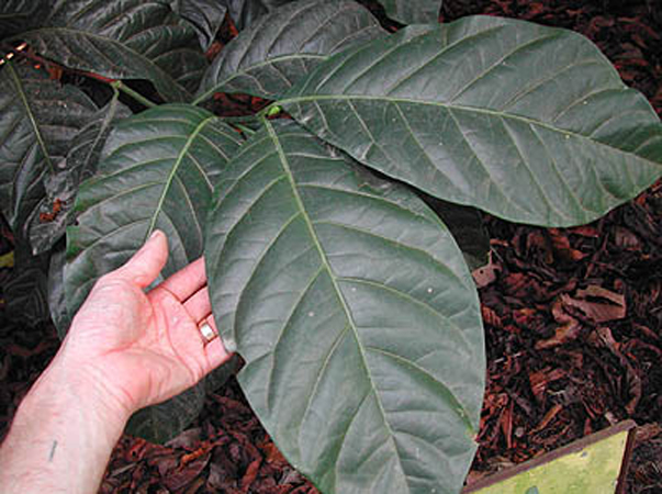 KOPI LIBERIKA | Tanimedia.com