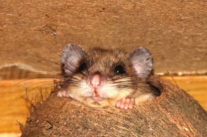 PUH / dormouse /-Puhovi su dražesne male životinjice.