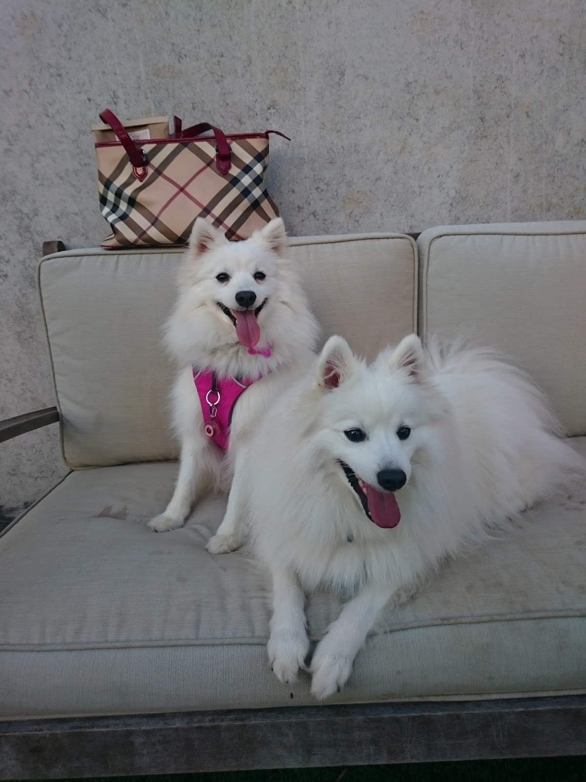 jasminetay.blogspot.com: Benji & Coco!