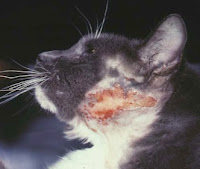 Animal Endocrine Clinic: Treating Cats with Hyperthyroidism ...