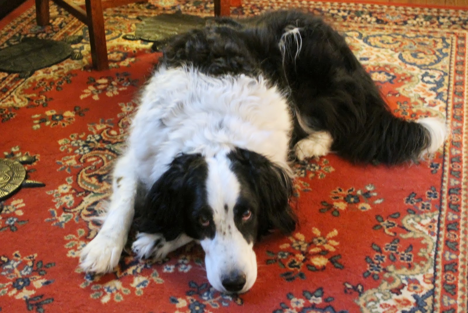 The Rev and a Dog: What do you mean ...