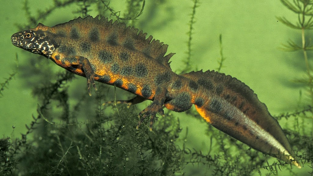 Il giardino delle Naiadi: TRITURUS CARNIFEX, IL TRITONE CRESTATO ITALIANO