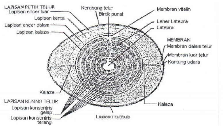Pengetahuan Bahan Pangan: TELUR PUYUH