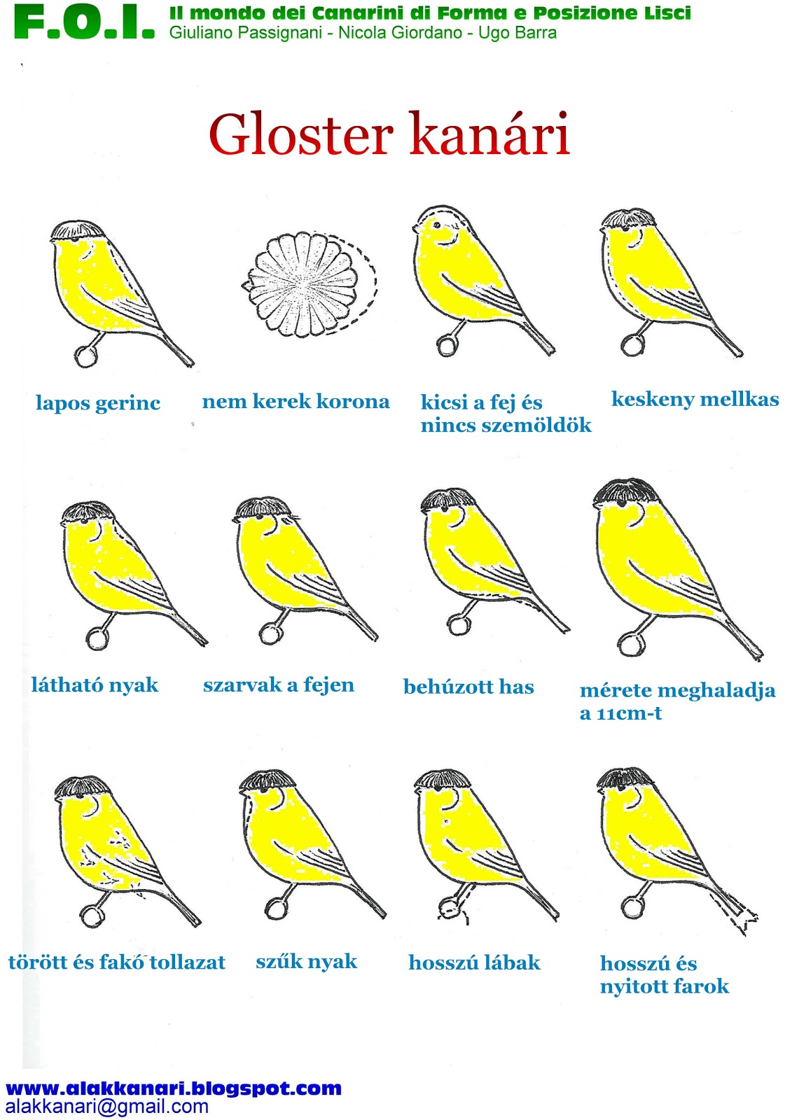 abc - www.alakkanari.blogspot.com: Gloster kanári 2.