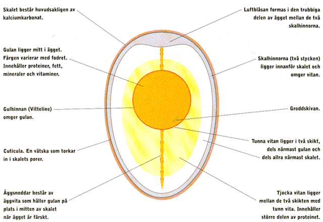 Trillians hörna: 27 Hårdkokta fakta om ÄGG
