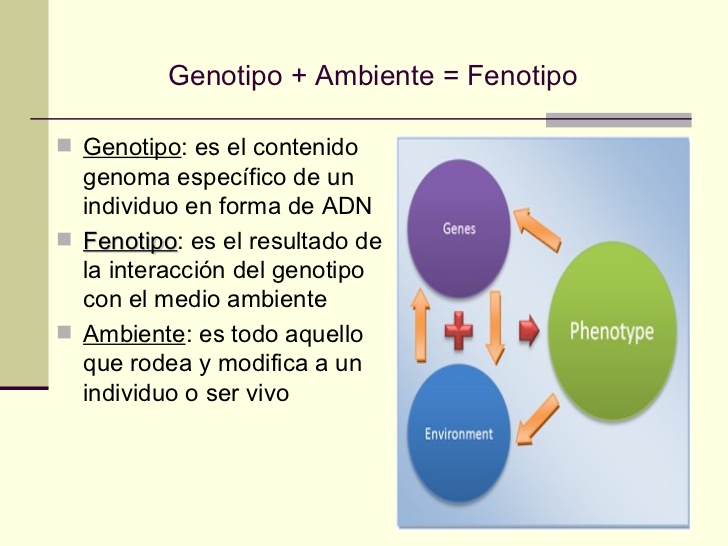 ℒ𝓪 𝓒𝓲𝒆𝓷𝓬𝓲𝓪 𝓭𝒆 𝓐𝓹𝓻𝒆𝓷𝓭𝒆𝓻: Fenotipo y Genotipo