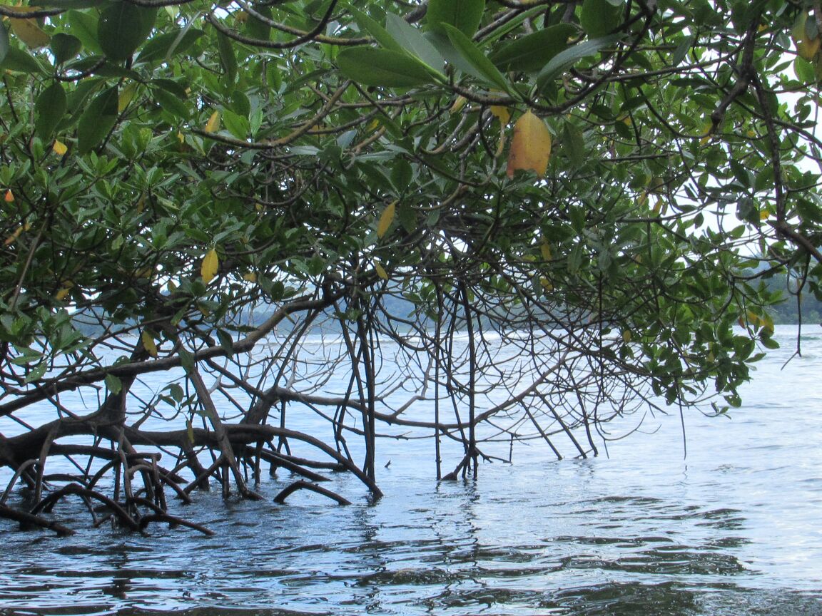 Manglares de Panamá: Manglares