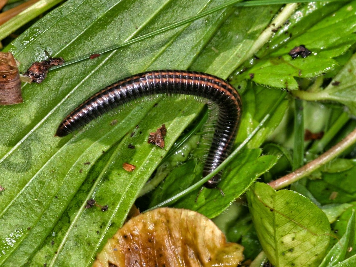 Fieggentrio: De duizendpoot en de miljoenpoot.