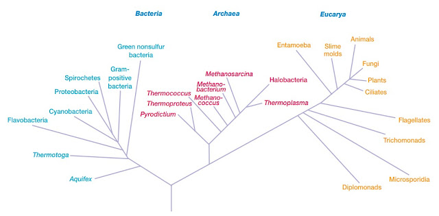 Systématique bactérienne cours et exercices - PDF | BioEduc