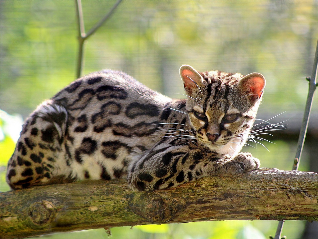 MARGAY photos - wallpapers | the fun bank