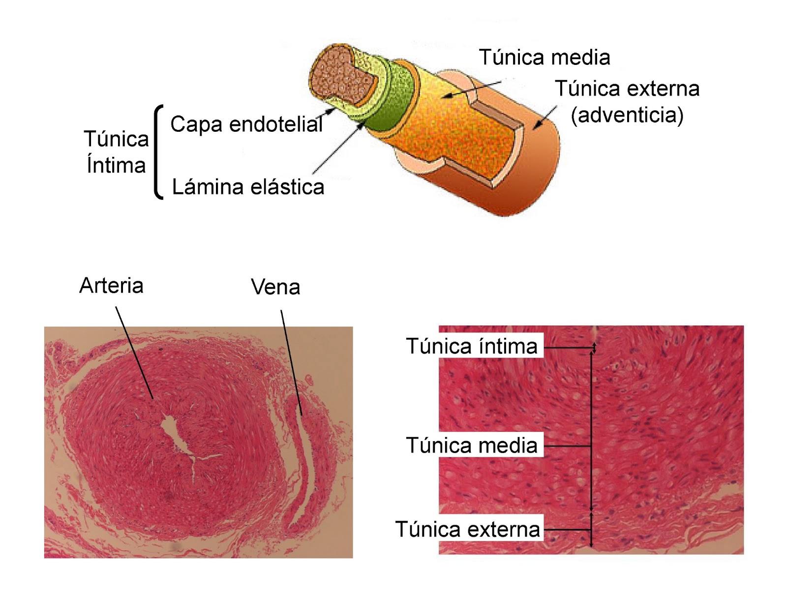 Hormonas : COLESTEROL I. Tipos y su relación con la salud