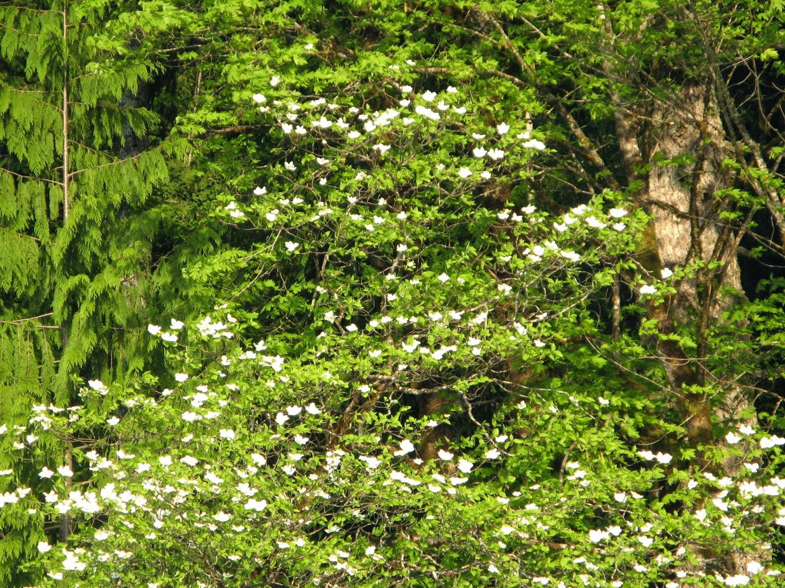 Powell River Books Blog: Coastal BC Plants: Pacific Dogwood