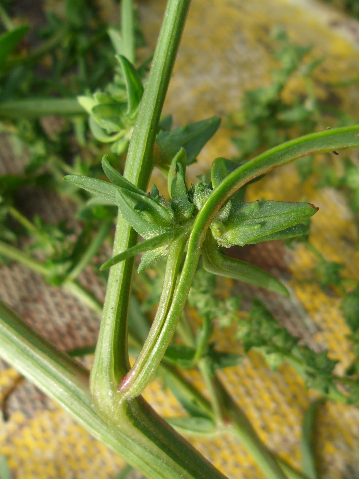 Wild Flowers of Wexford: Atriplex littoralis x Atriplex longipes new to ...