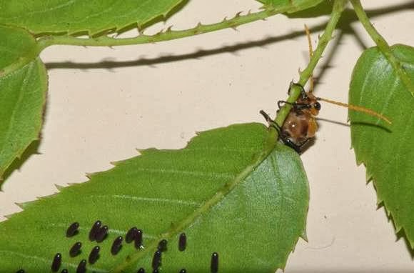 The Nature of Robertson: Sawfly guarding eggs on Rubus nebulosus