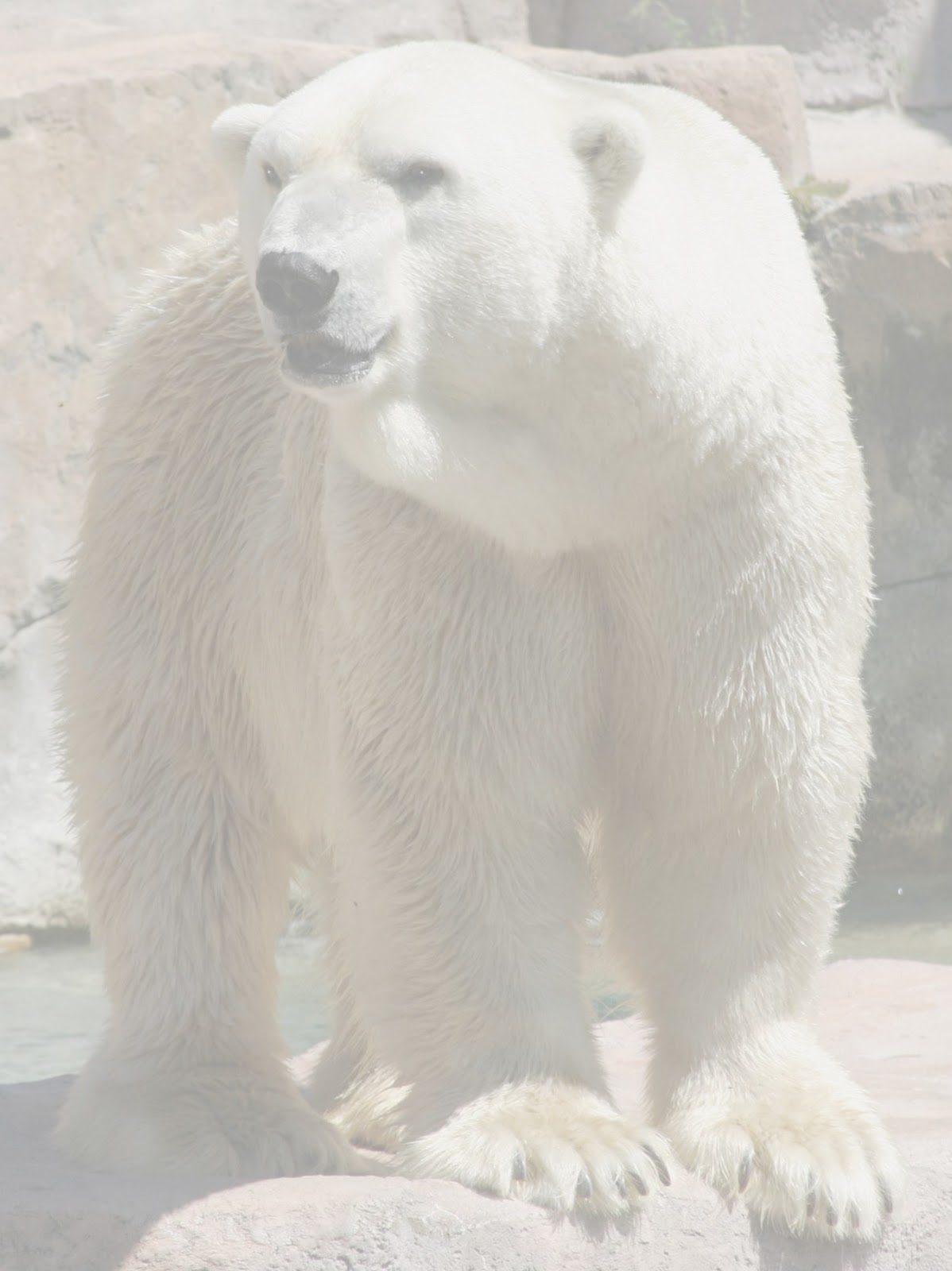 Blog Belajar IPA SMP: Beruang