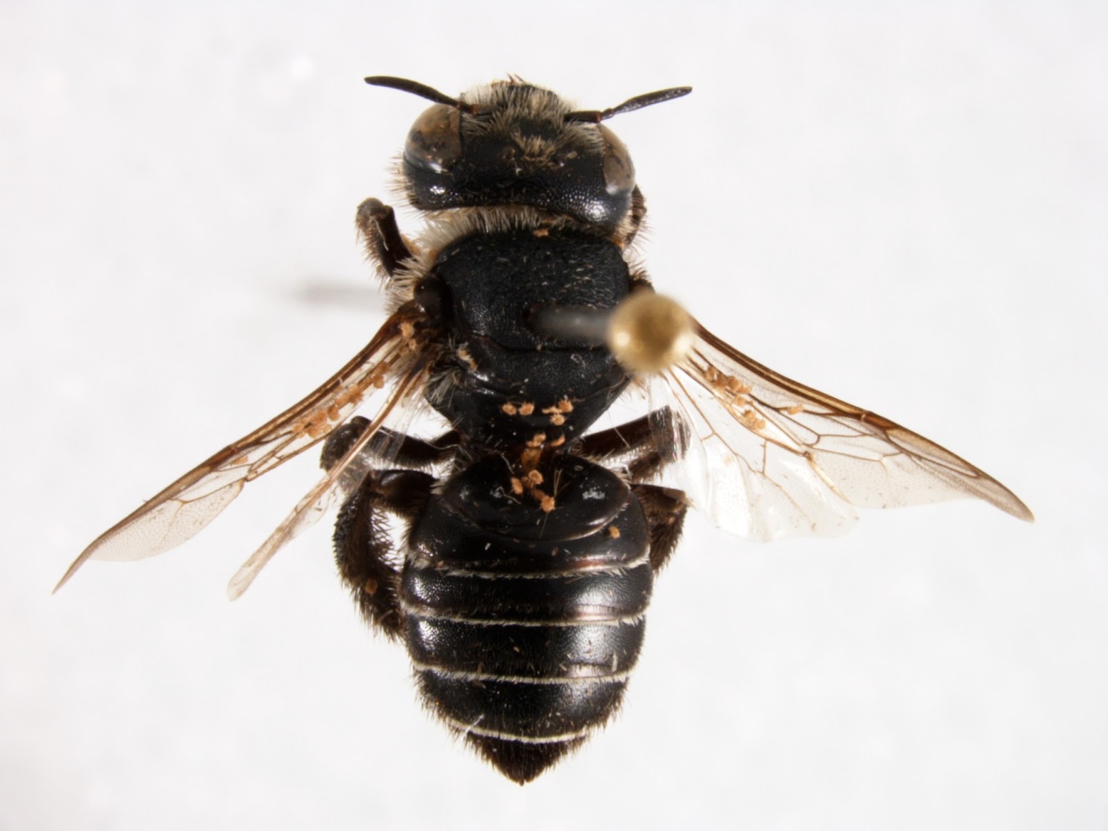 Variety of Life: Megachilidae