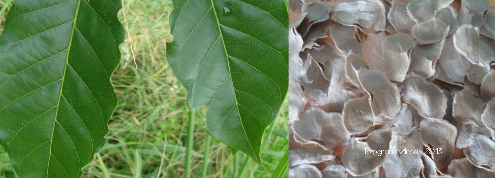 Maculis (Tabebuia Rosea.)
