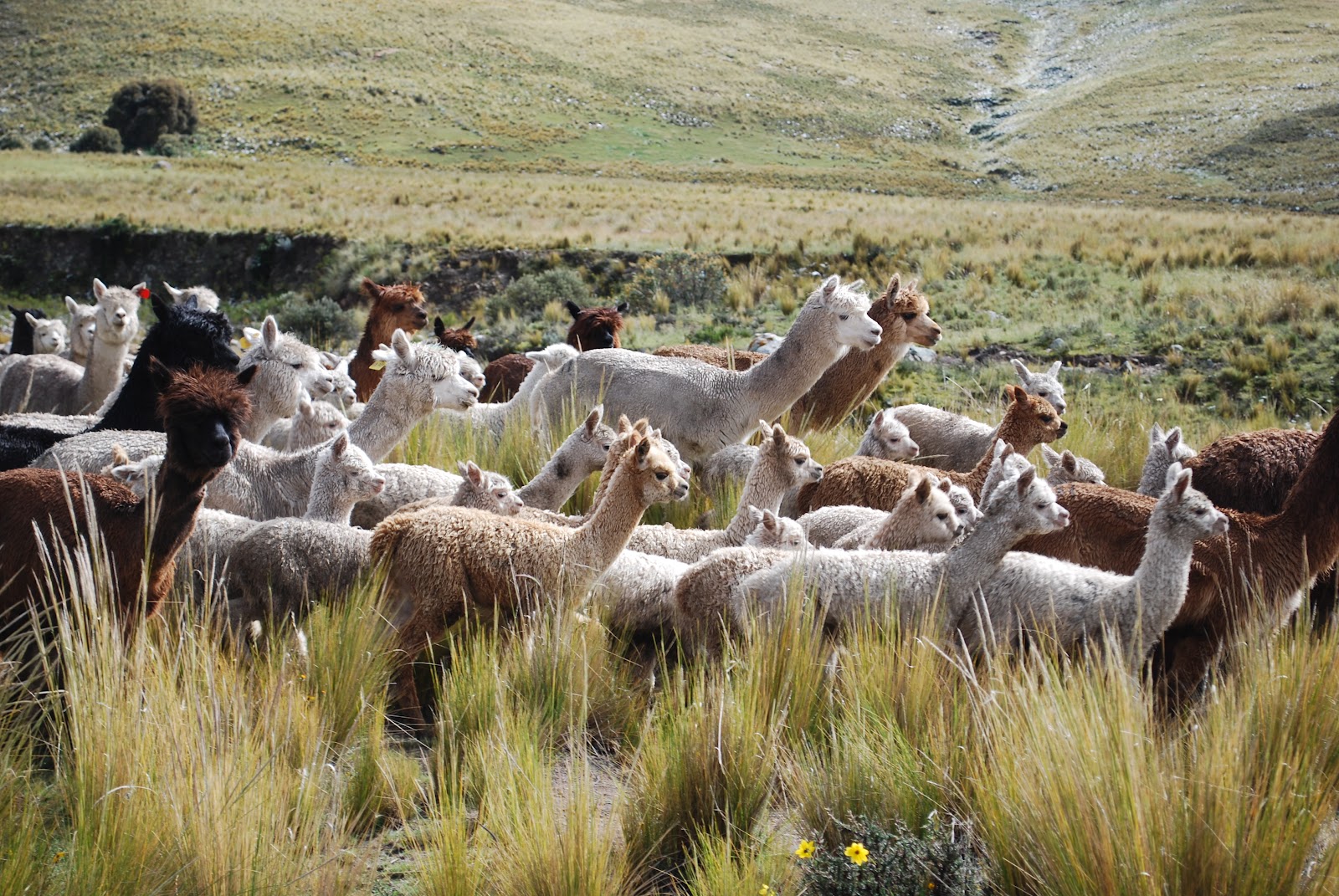 Alpaca Farming Across the Americas