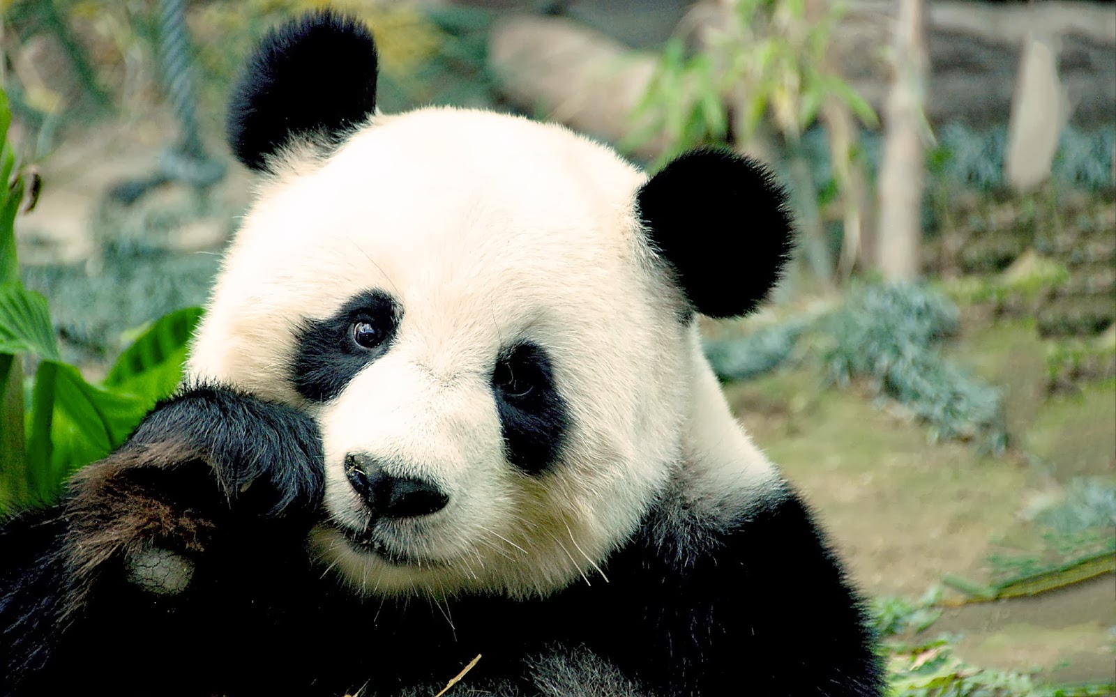 Panda, Free Stock Photos | Pictures In Stitches