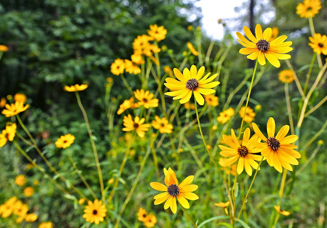 Sweet Southern Days: Fall Wildflowers