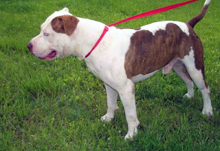 The Pit Bull Health Blog- a perfect guide to your pit bull wellness ...