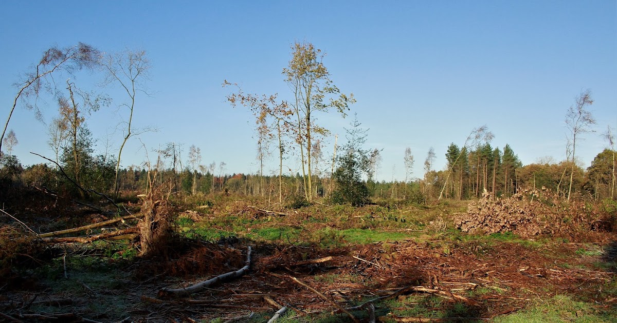 The Breckland Birder: Hockham, Norfolk. Creation of habitat for scarce ...