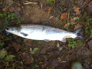 Fish of the Month December Entry - Camel Salmon!