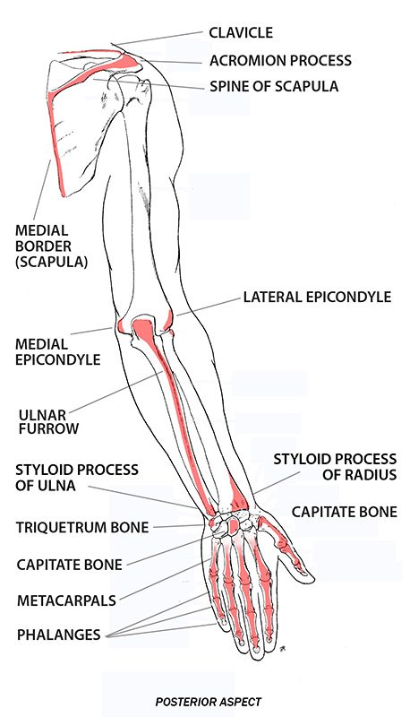 Term 1: Advanced Skills: Skeleton: Research