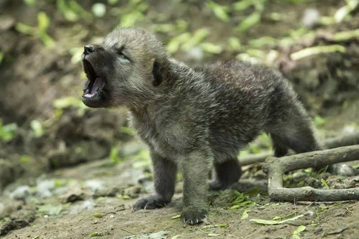 Wildlife Photos: Howling Wolf Cub