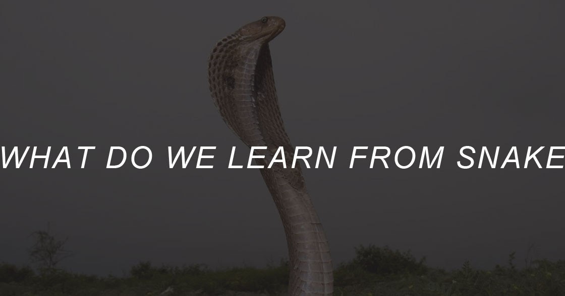 What do we learn from snake