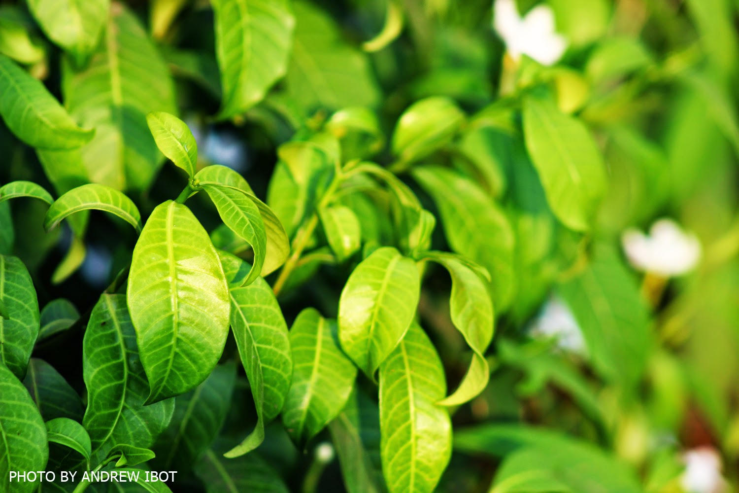 Ako si ANDREW IBOT!: Pandakaki-puti ( Tabernaemontana pandacaqui Poir.)