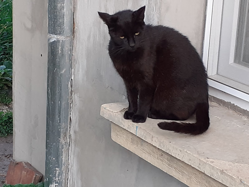 Daskot donkey sanctuary