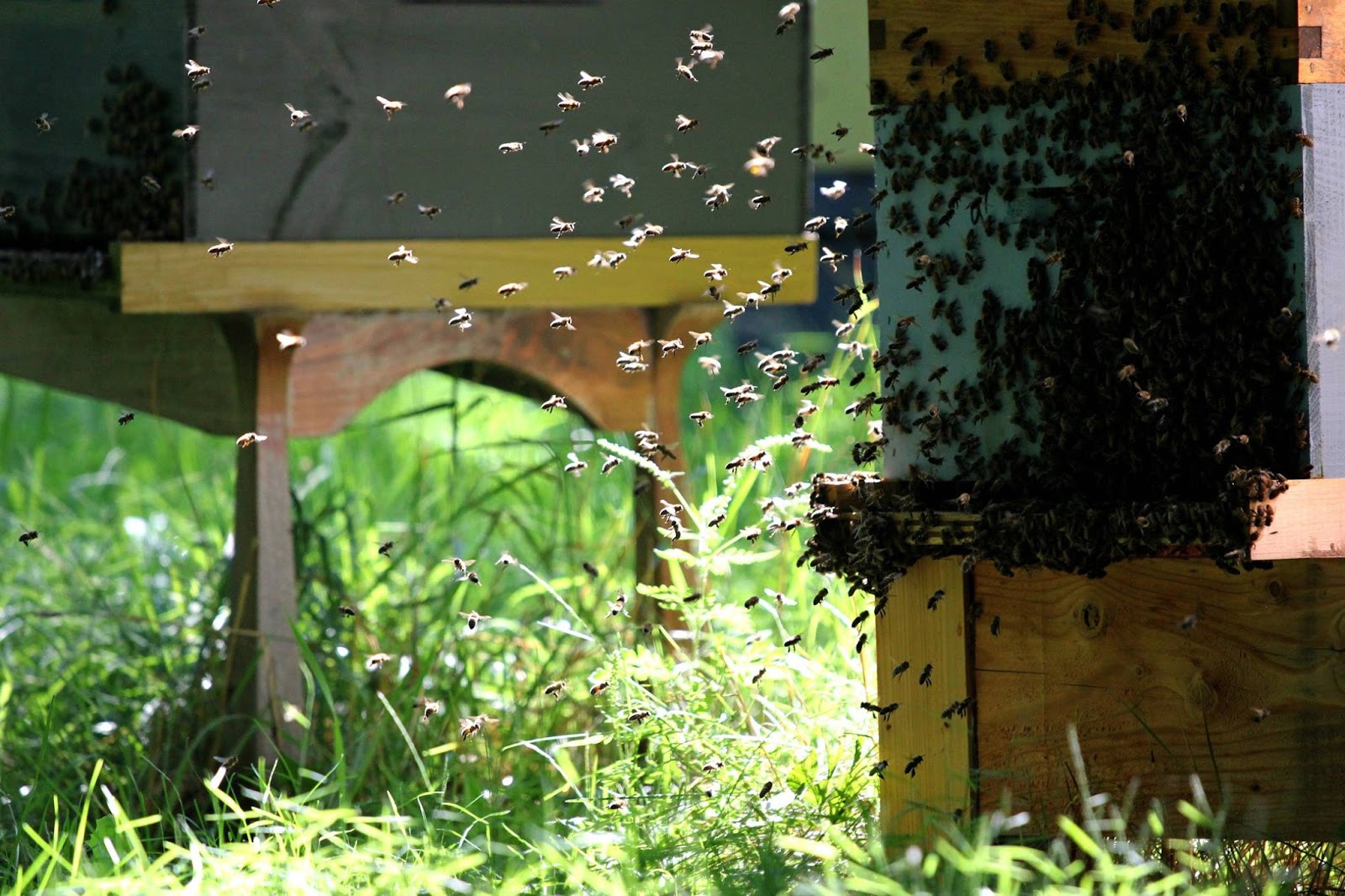 Lookin' Up: Lake Bluff Honey Bee Farm (Bee Barns!)