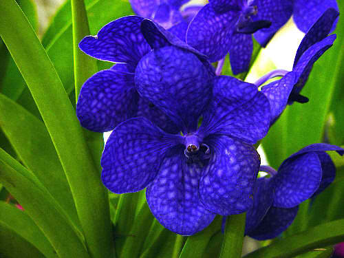 El Viajero: Waling-waling Expo