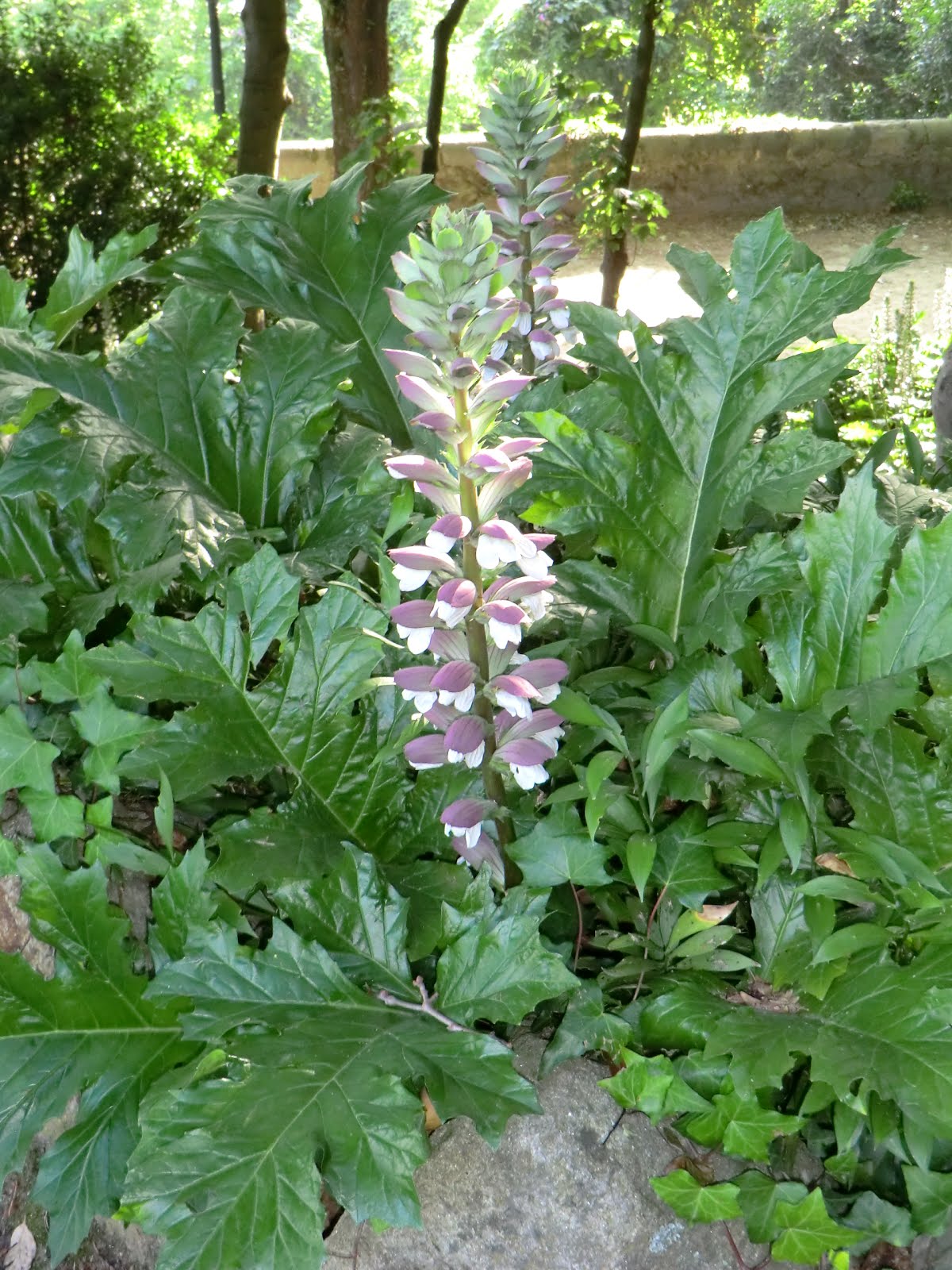 METIDO EN JARDINES: El Acanto, famoso por sus hojas...